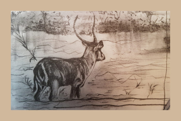 Water Buck Sketch - Hannah Taviansky